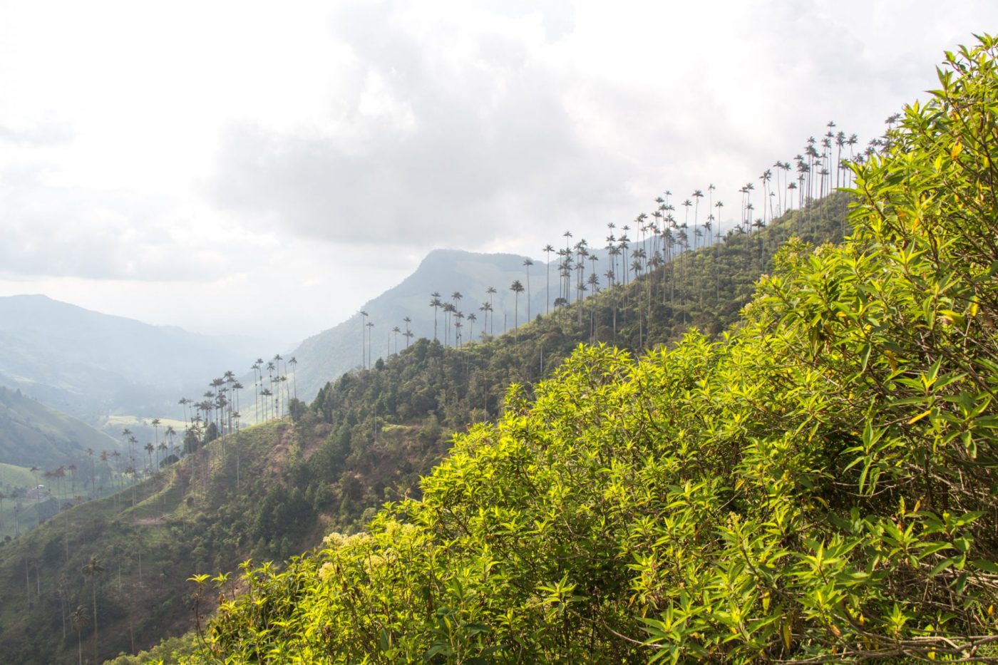 Lush Cocora Valley Filled with Colibri and Palm Trees | Places Happen