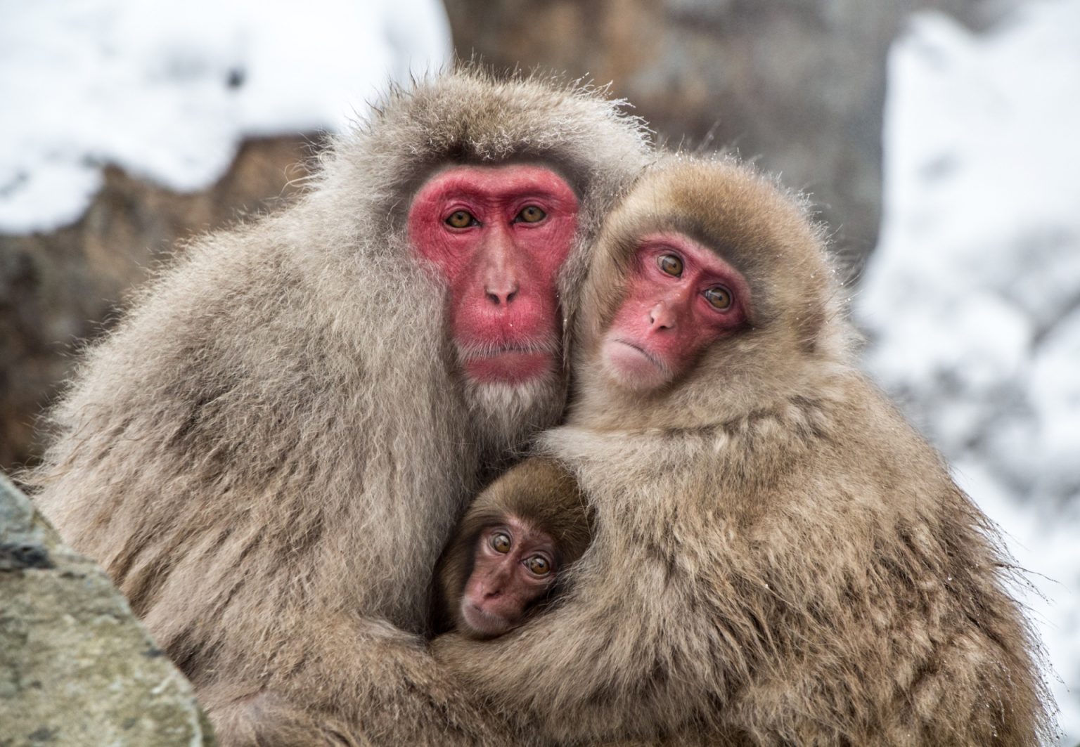 Japan’s Snow Monkeys Soaking in Hot Springs | Places Happen