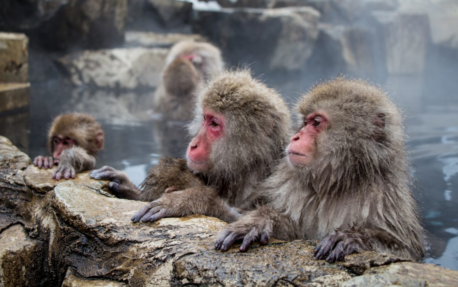 Japan’s Snow Monkeys Soaking in Hot Springs | Places Happen
